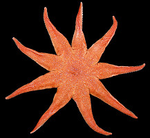 Genus Solaster (2)